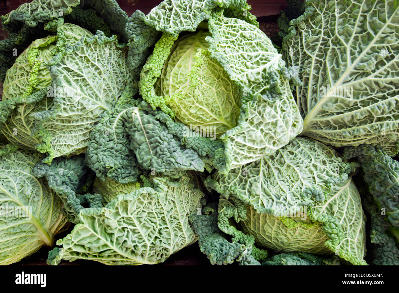 Savoy greens hi-res stock photography and images - Alamy