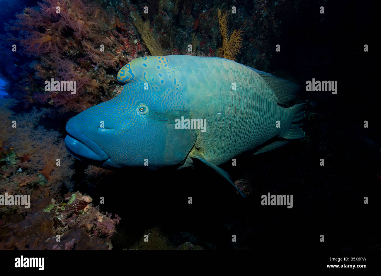 Napoleonfish cheilinus undulatus red hi-res stock photography and ...