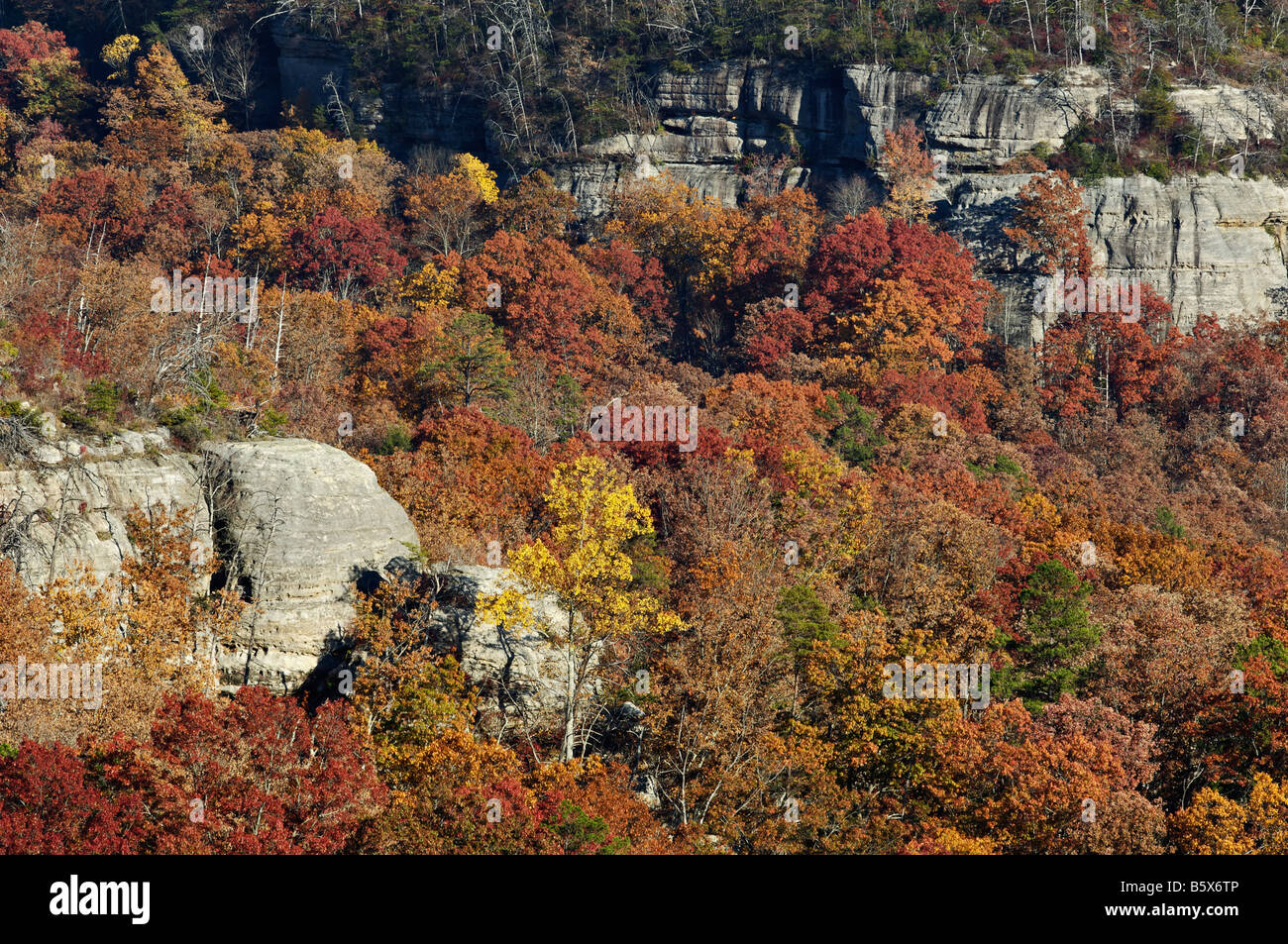 Autumn Color in Daniel Boone National Forest McCreary County Kentucky ...