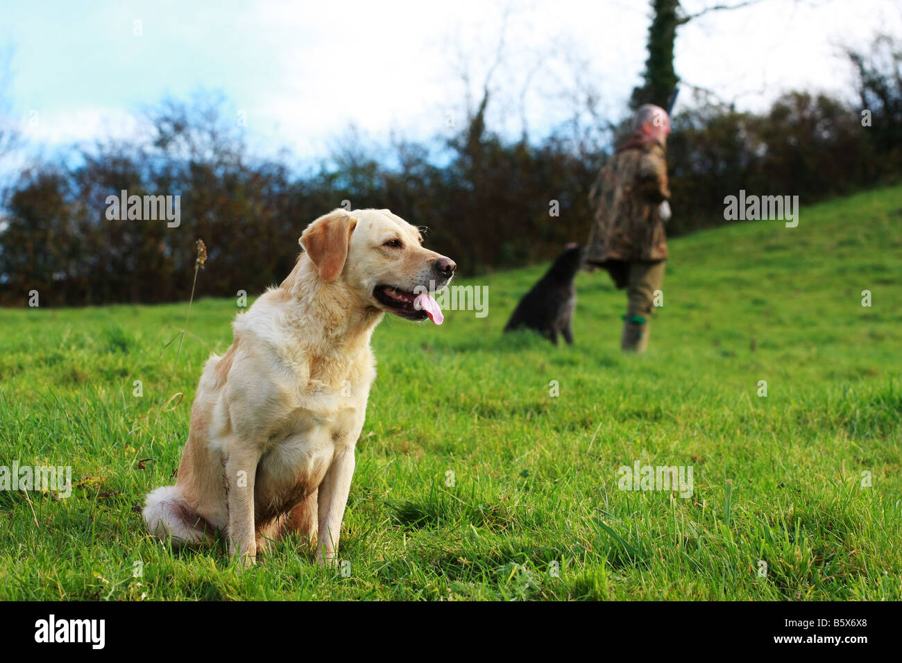 Golden retriever labrador first cross working dog rests while on a ...