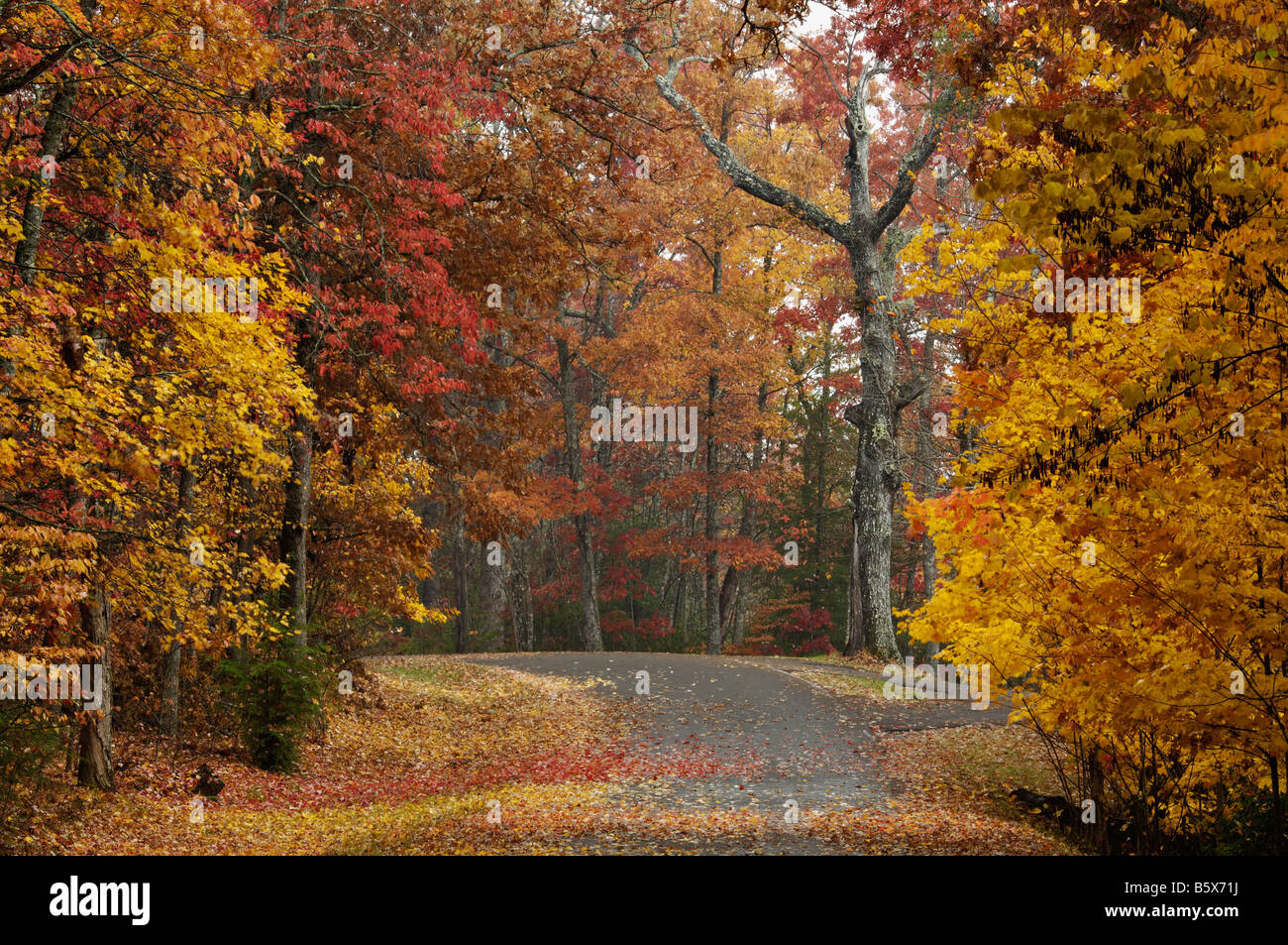 Road Through Rainy Autumn Forest in Fall Creek Falls State Park ...
