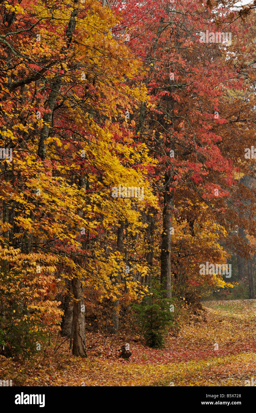 Deciduous forest america hi-res stock photography and images - Alamy