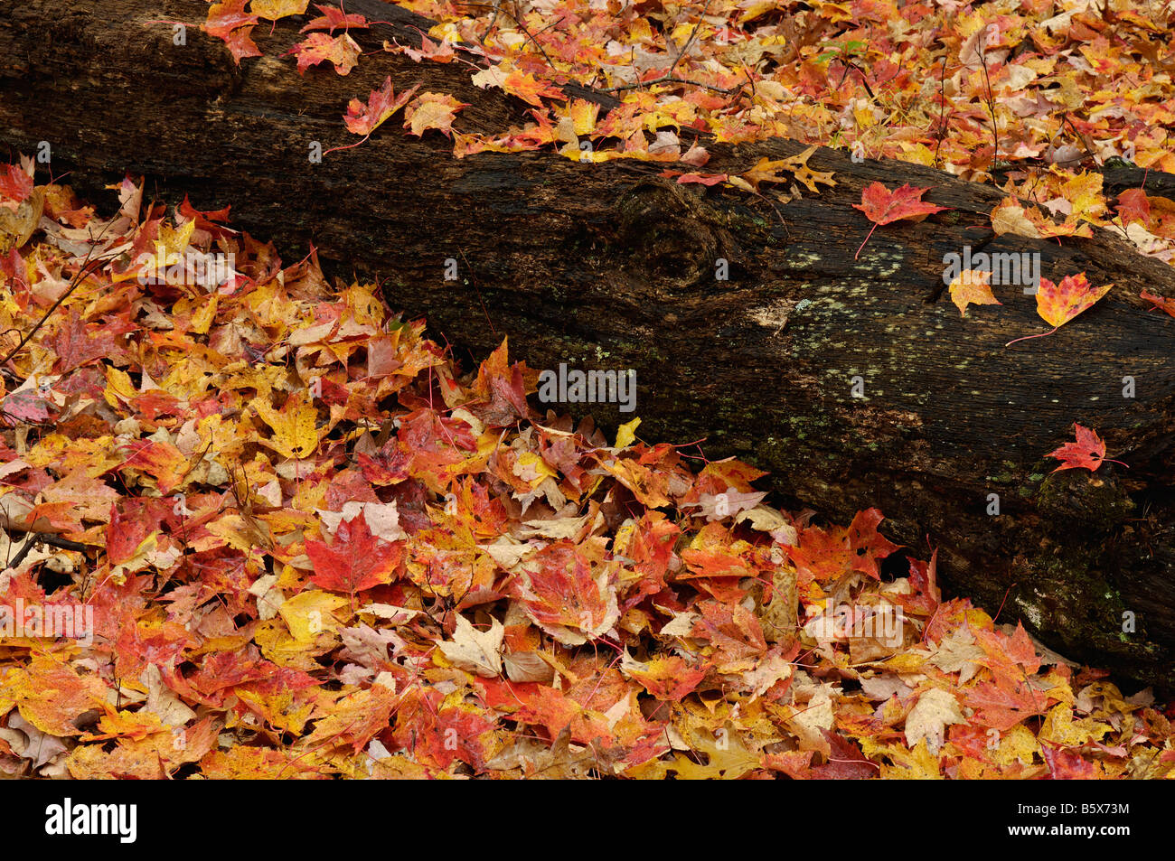 Fallen Maple Leaves and Rotting Log in Fall Creek Falls State Park ...