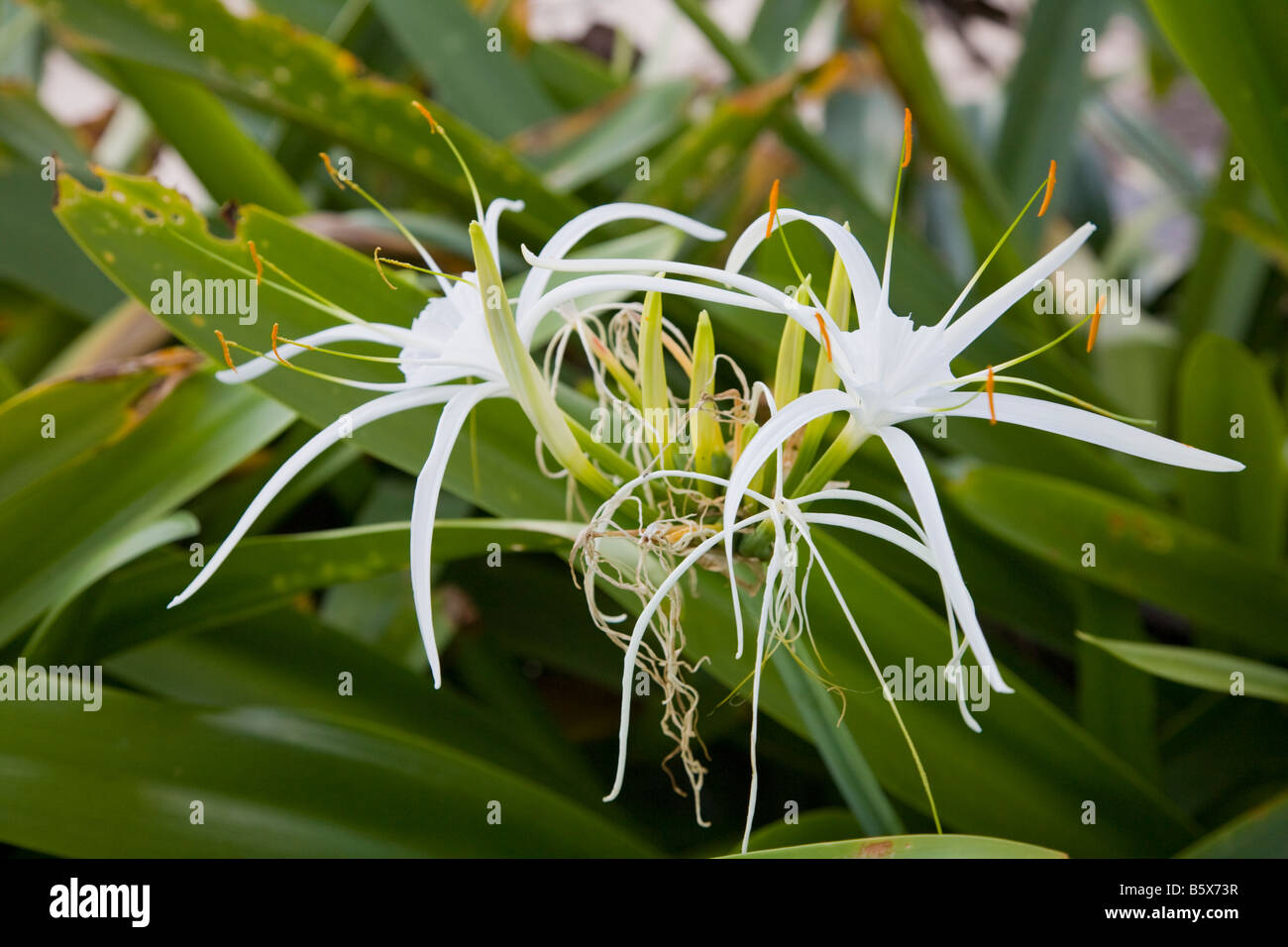 Spider Liliy Hymenocallis caribaea on the caribbean island of Anguilla ...