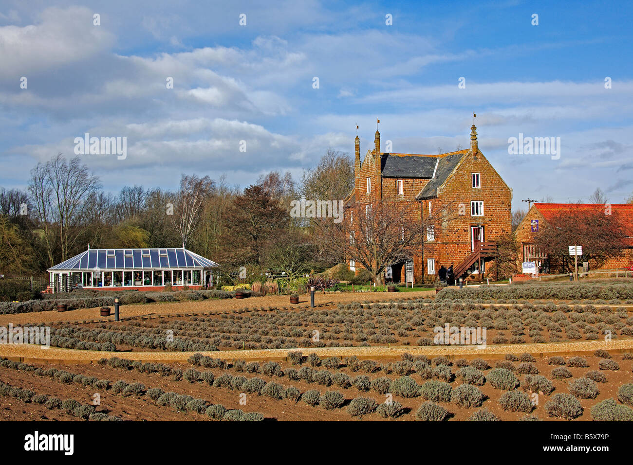 1241 Heacham Lavender Farm Norfolk UK Stock Photo - Alamy