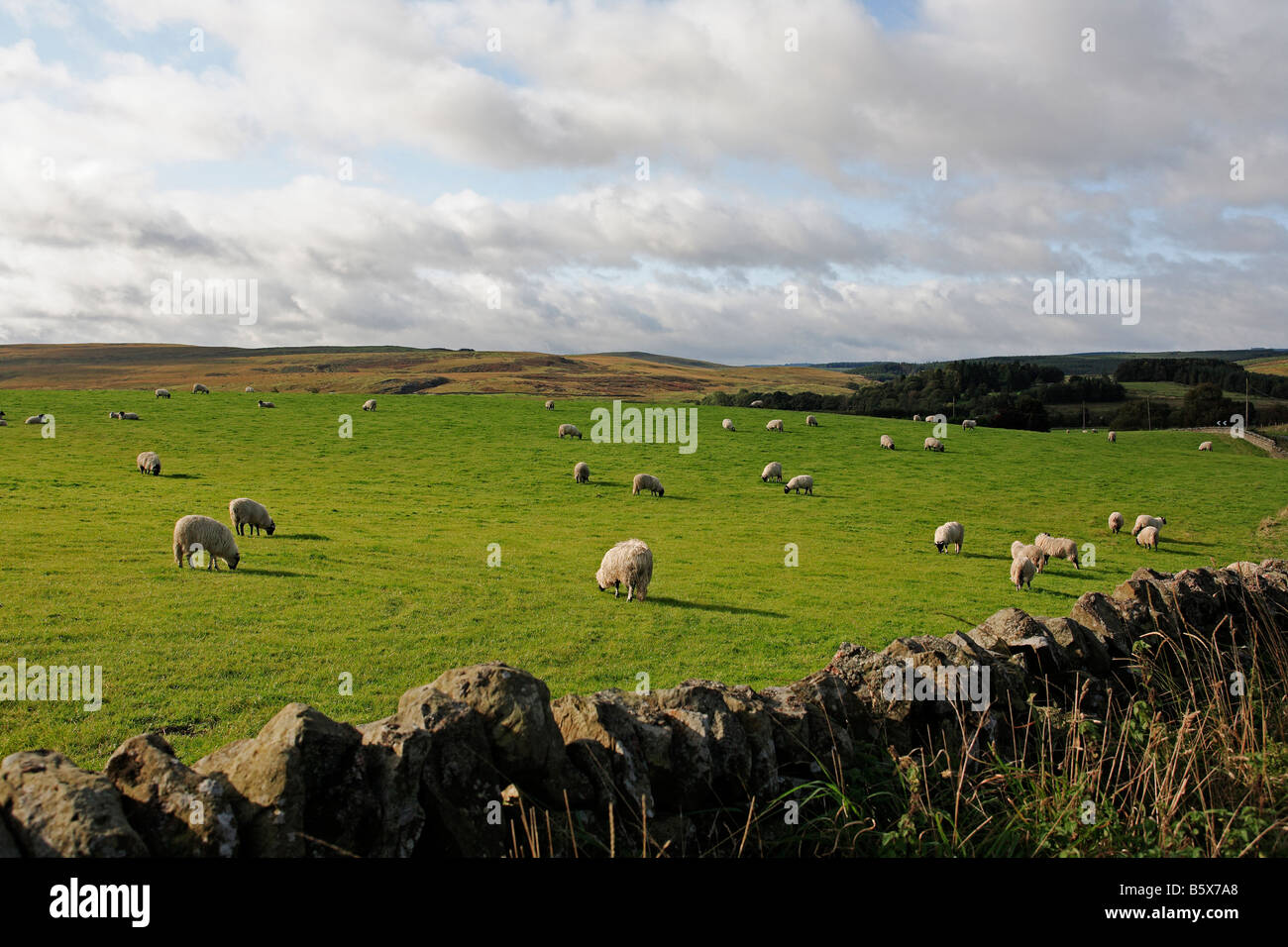 Cheviot hills northumberland hi-res stock photography and images - Alamy