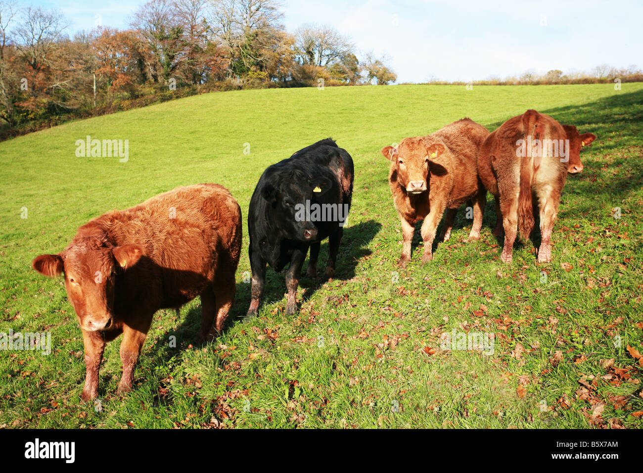 South Devon heifers and steer cows standing in field on private ...