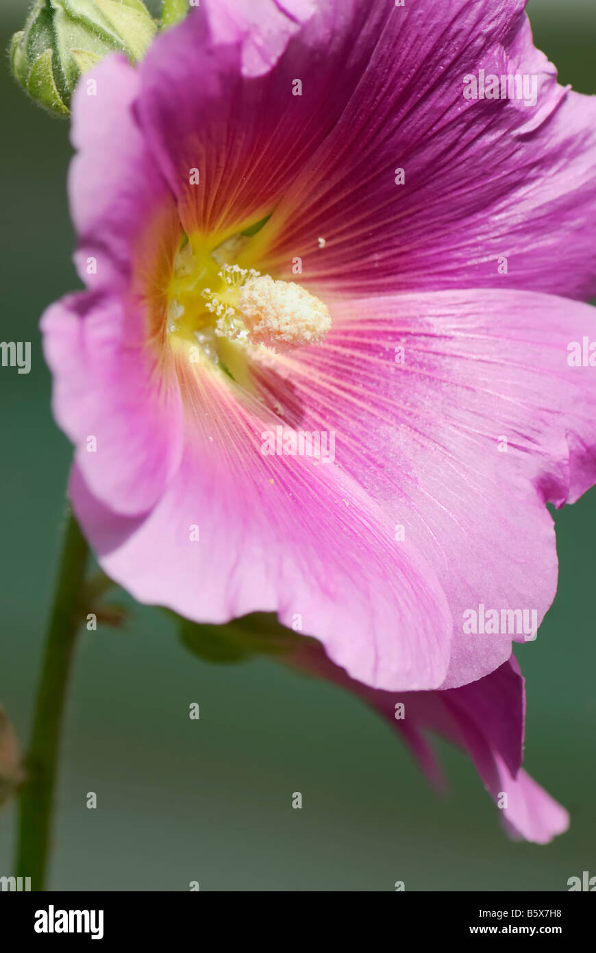 Mullein stalk hi-res stock photography and images - Alamy