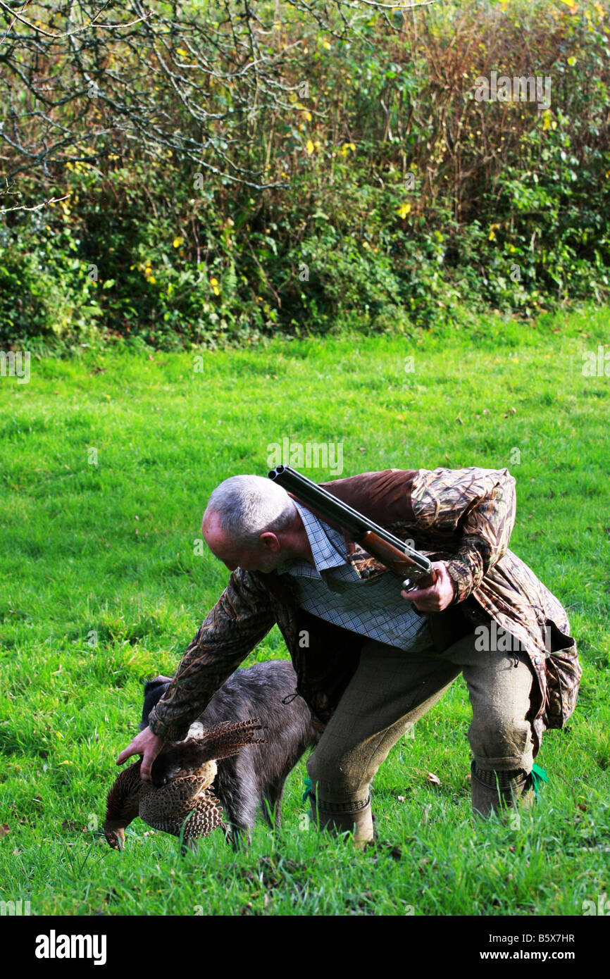 A hunter carrying a shotgun bends down to take a shot dead pheasant out ...