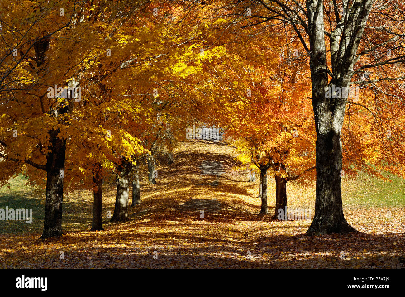Fall tree lined road hi-res stock photography and images - Alamy