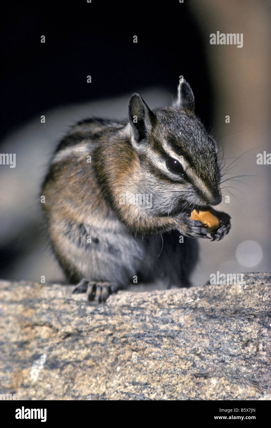 Nut gathering wildlife hi-res stock photography and images - Alamy