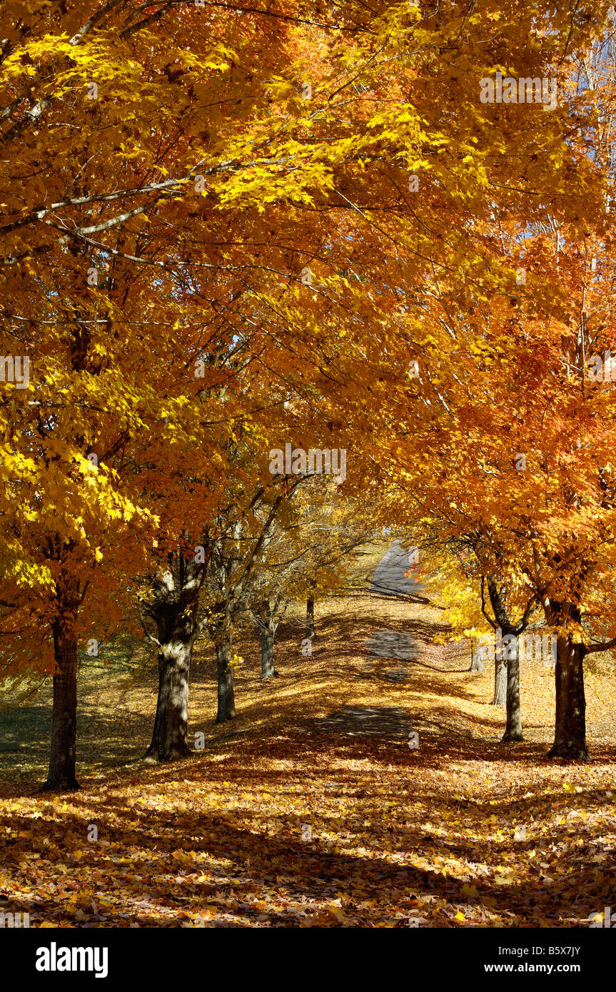 Color tree tree hi-res stock photography and images - Alamy