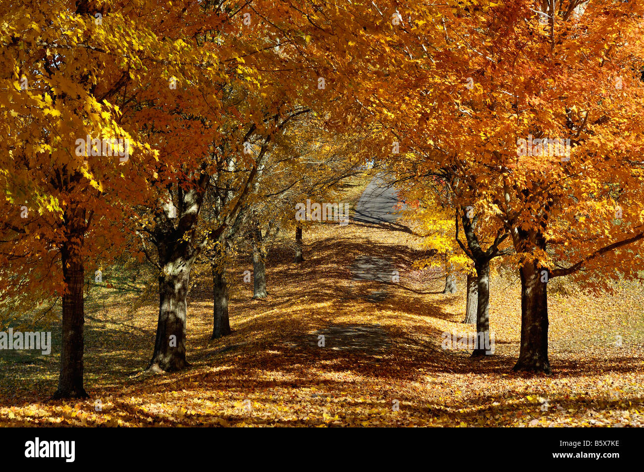 Color tree tree hi-res stock photography and images - Alamy