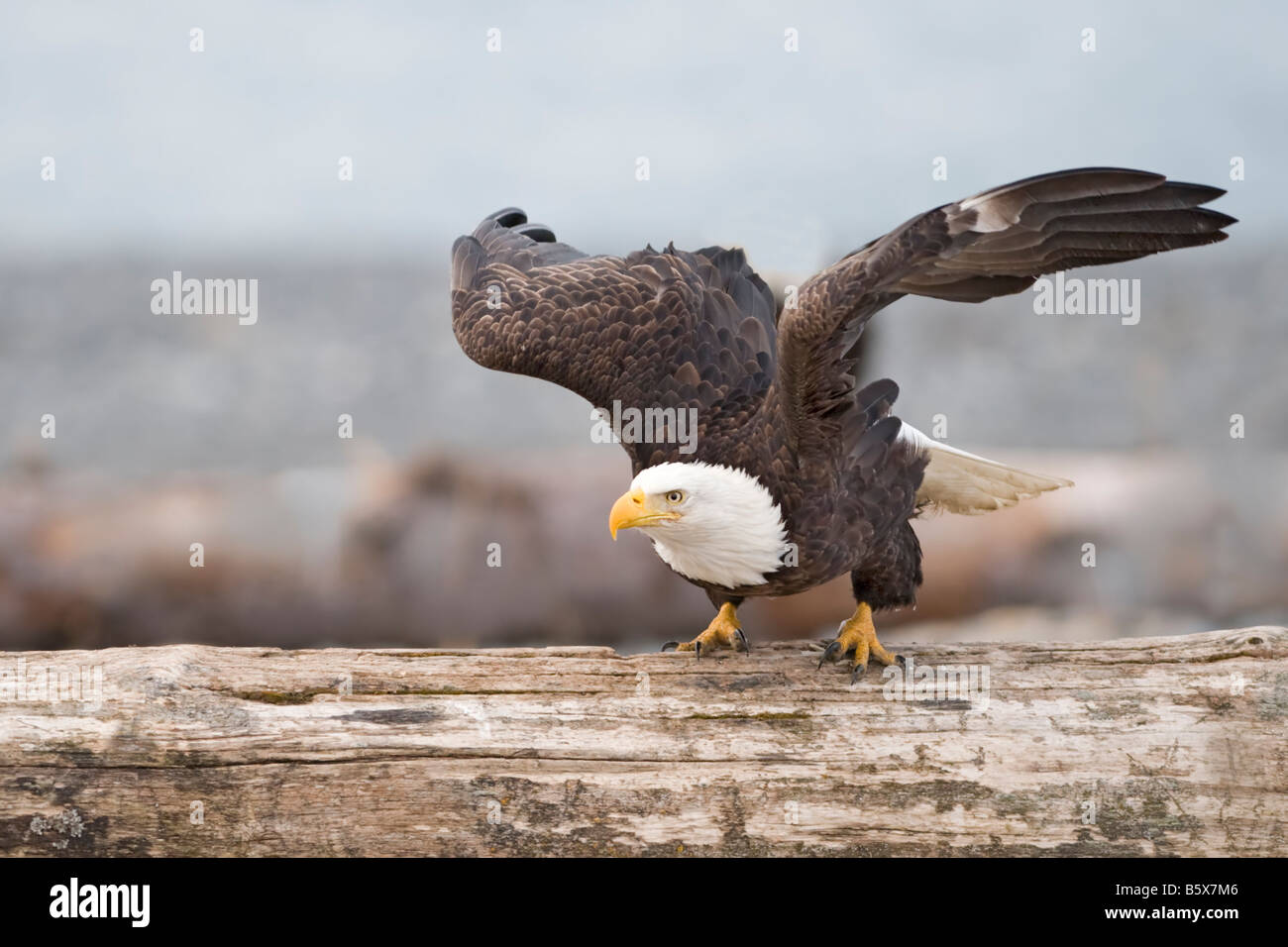 Bald eagle take off hi-res stock photography and images - Alamy