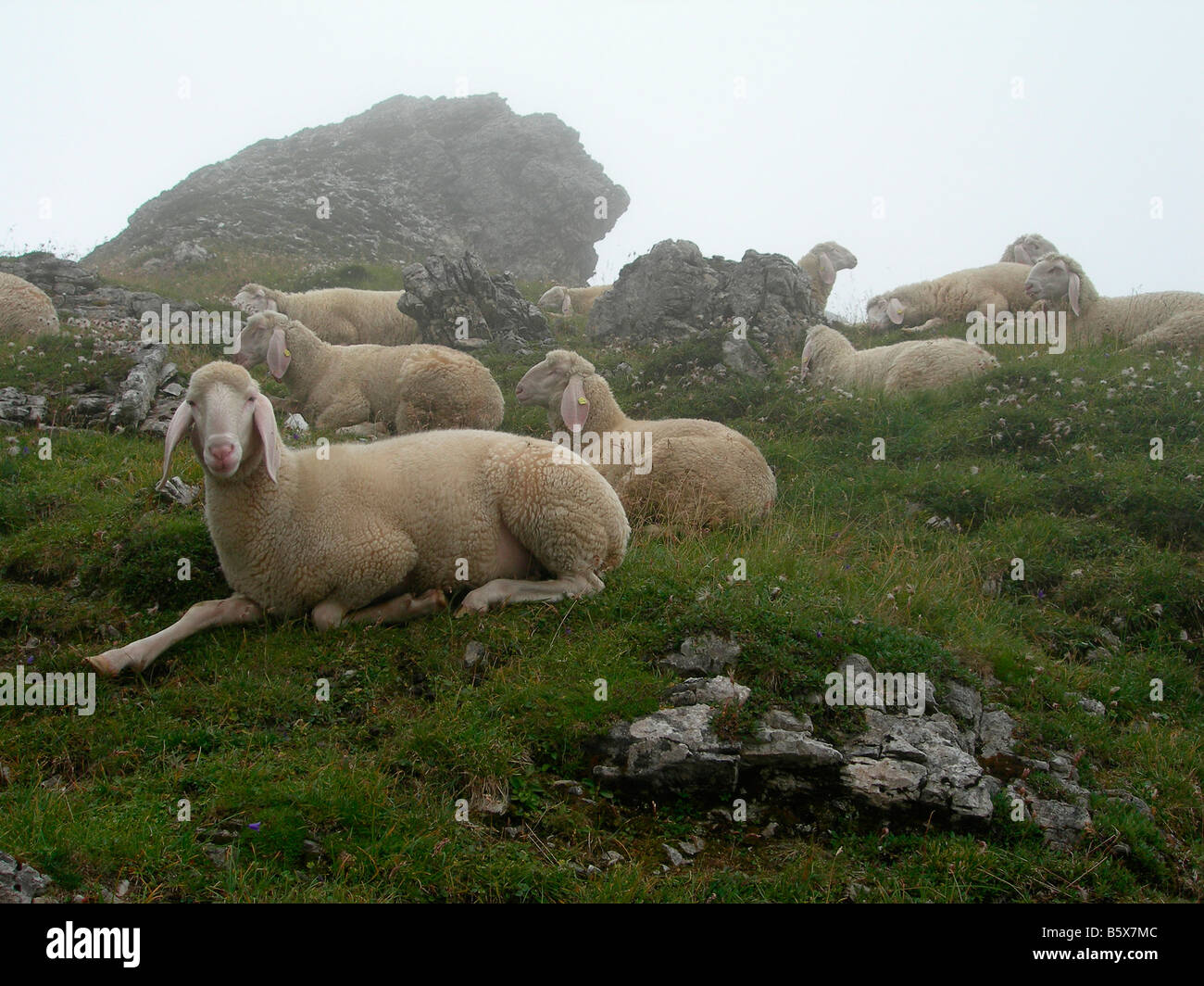 Sheep resting on a foggy mountain high above Stubai Valley in the Tyrol ...