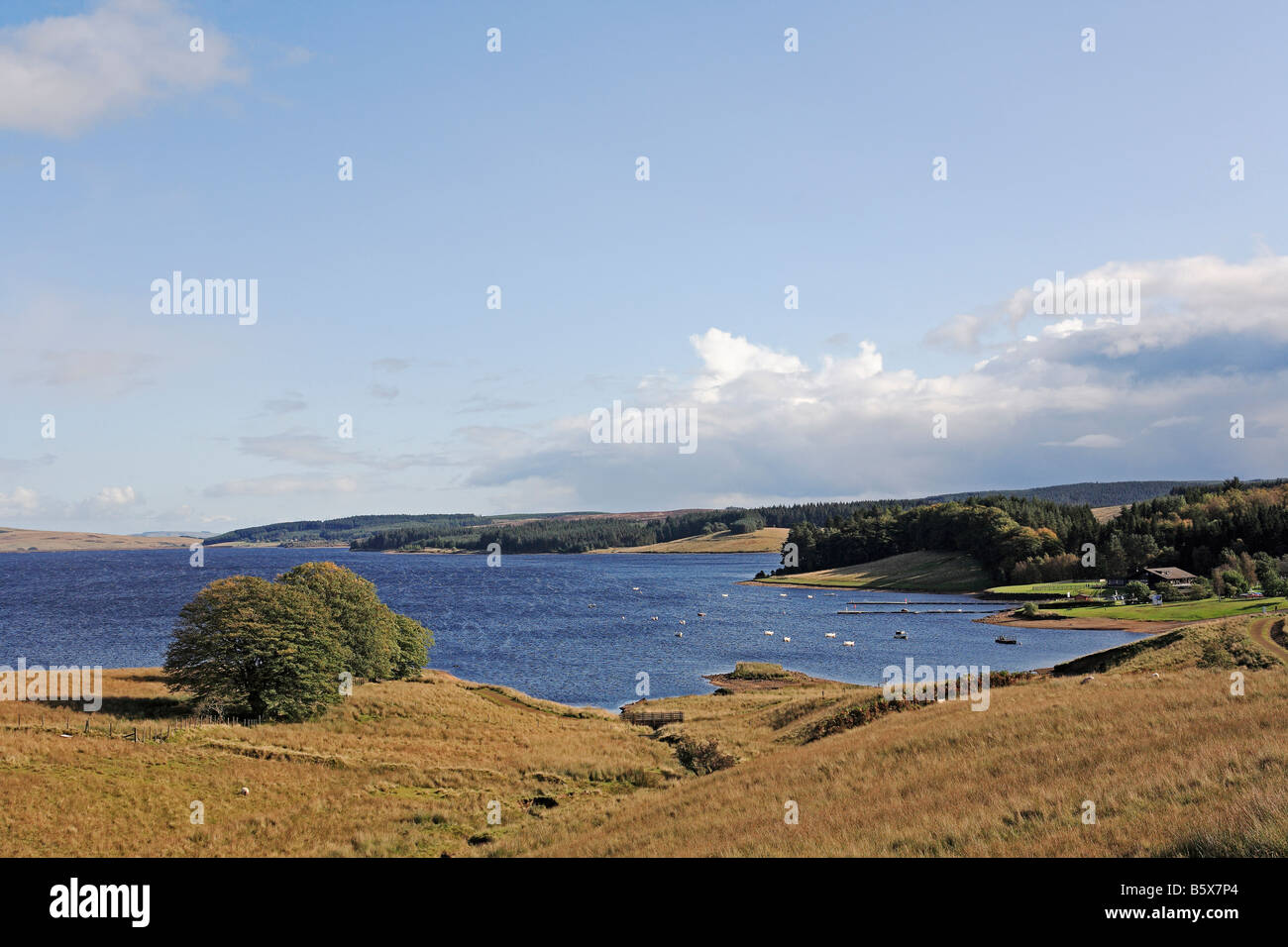 Kielder forest northumberland hi-res stock photography and images - Alamy