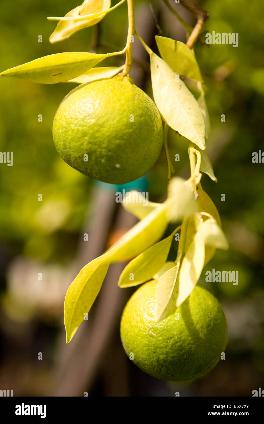 Lemons growing on a tree Stock Photo - Alamy