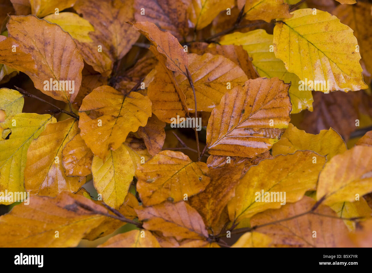 common beech - leaves / Fagus sylvatica Stock Photo - Alamy