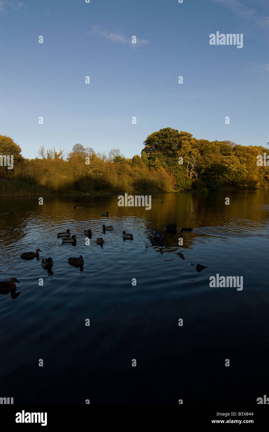 Willies well crawcrook pond Stock Photo - Alamy