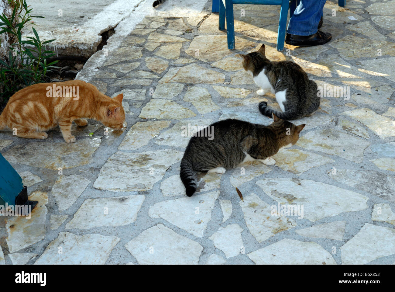 Feral cats hi-res stock photography and images - Alamy