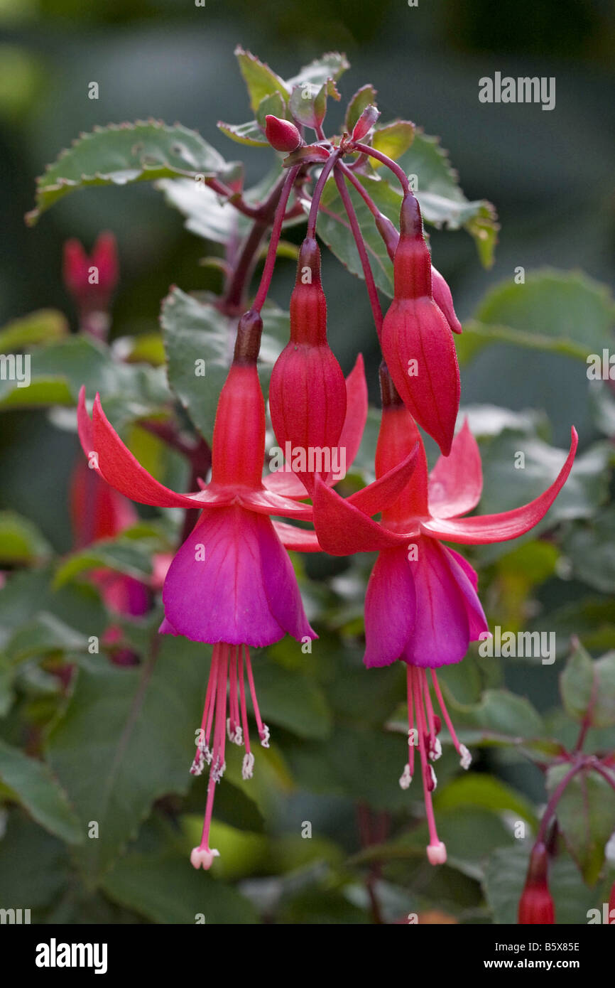 fuchsia - blossoms Stock Photo - Alamy