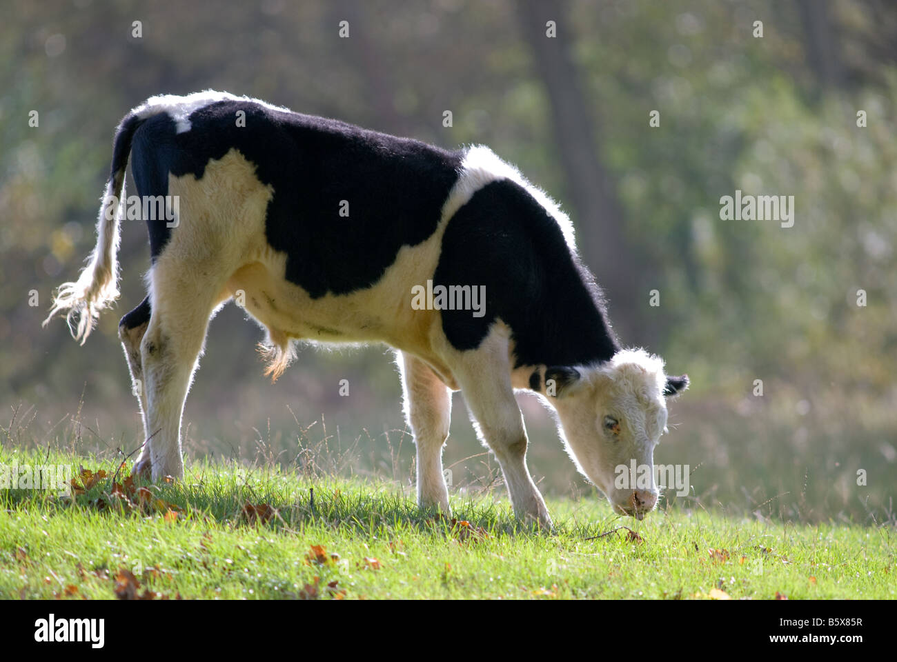 Friesian calf hi-res stock photography and images - Alamy