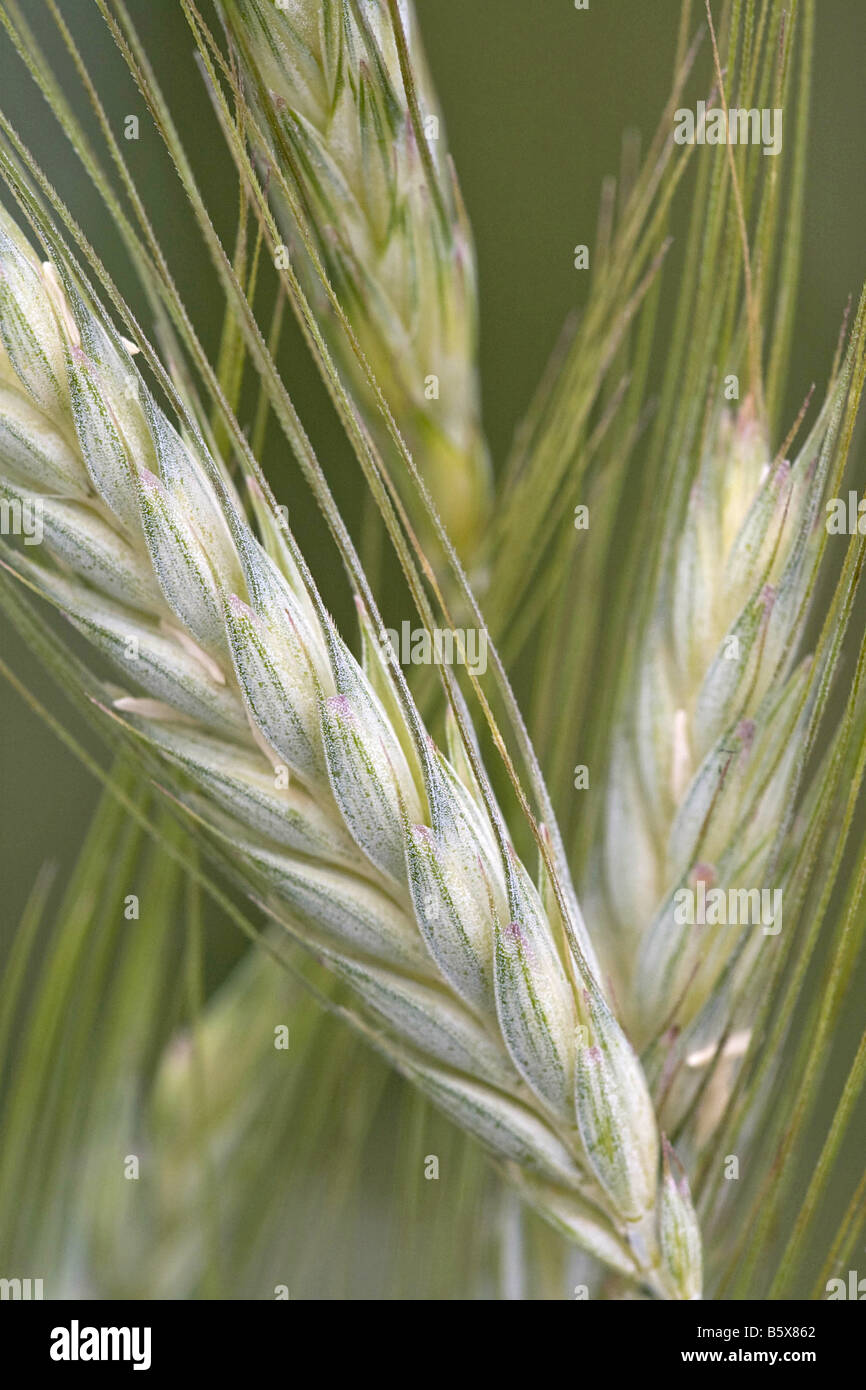 rye / Secale cereale Stock Photo - Alamy