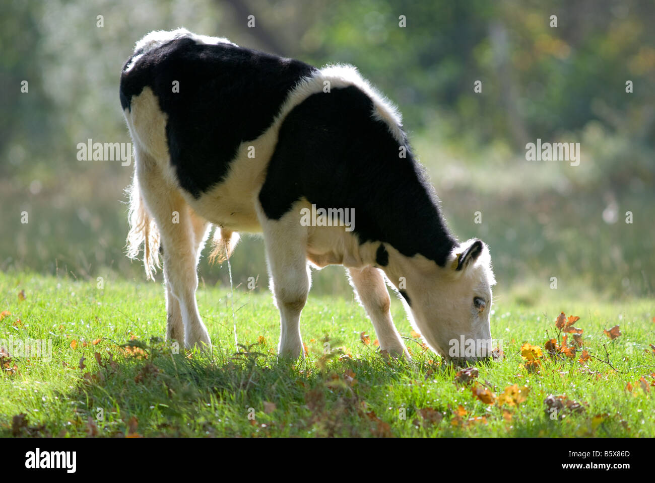 Young Friesian calf eating grass Stock Photo - Alamy