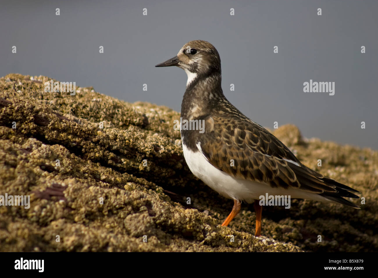 Devon seabirds sea birds hi-res stock photography and images - Alamy