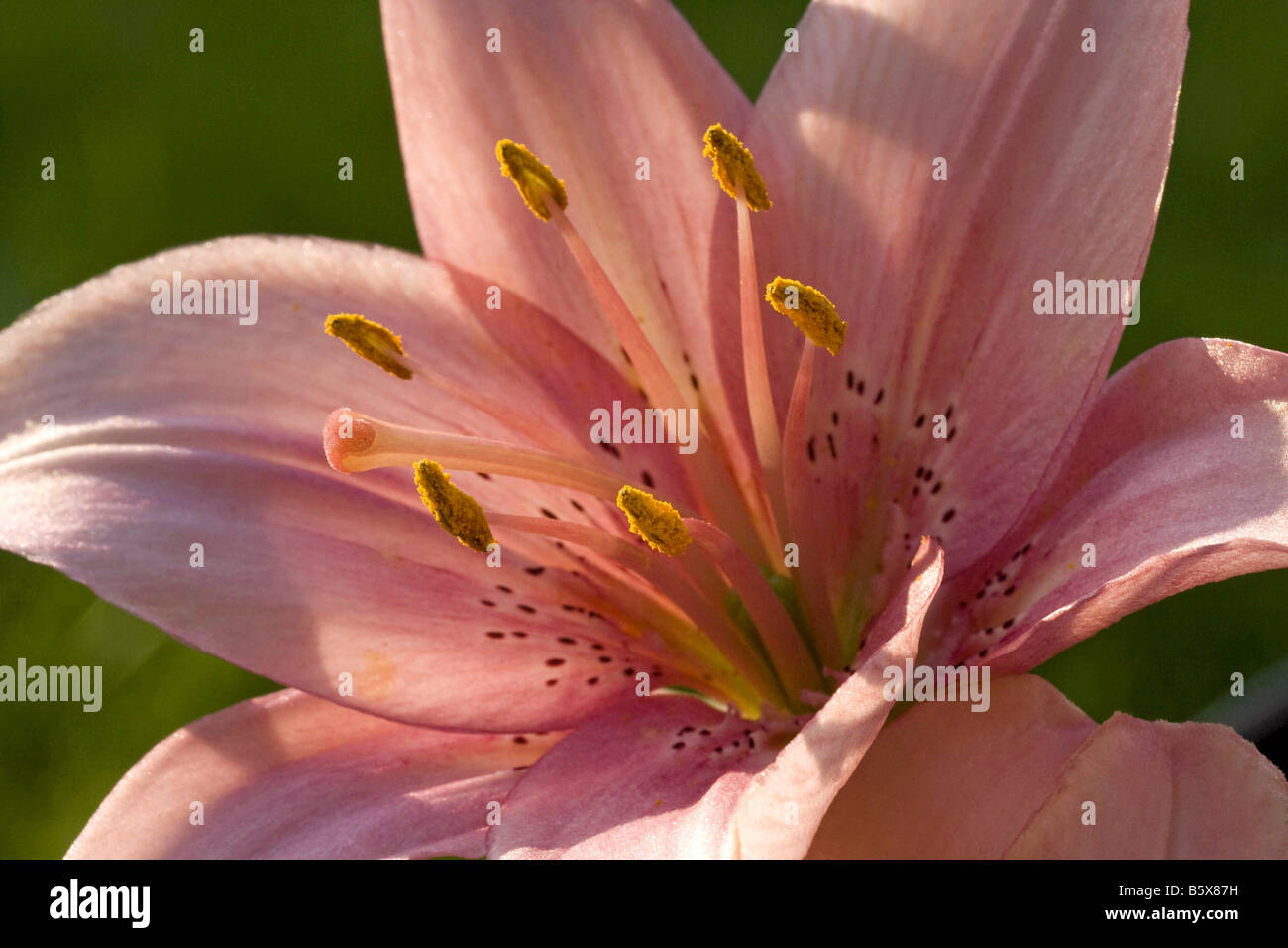 Lily blossoms hi-res stock photography and images - Alamy