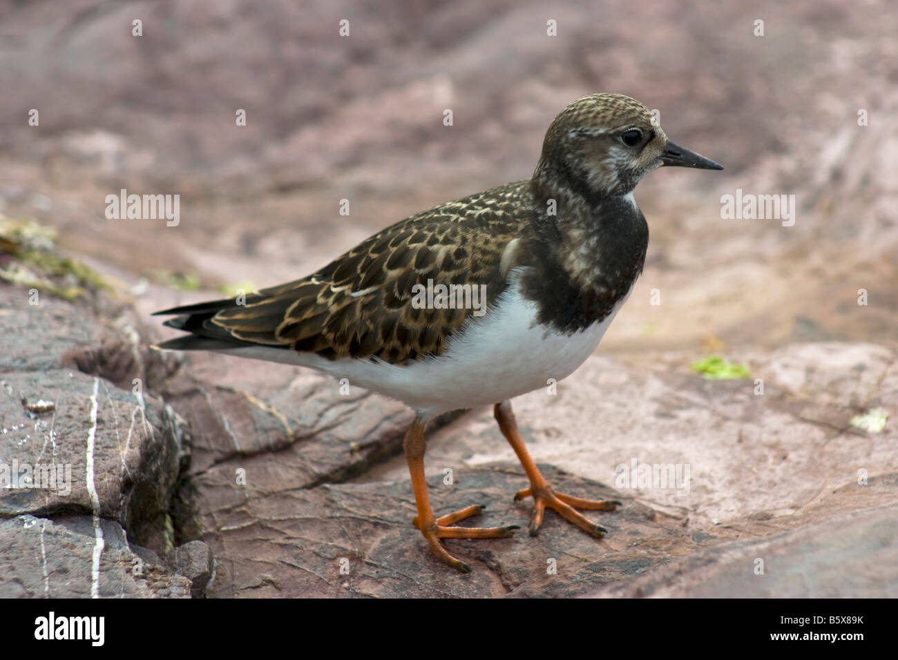 Devon seabirds sea birds hi-res stock photography and images - Alamy