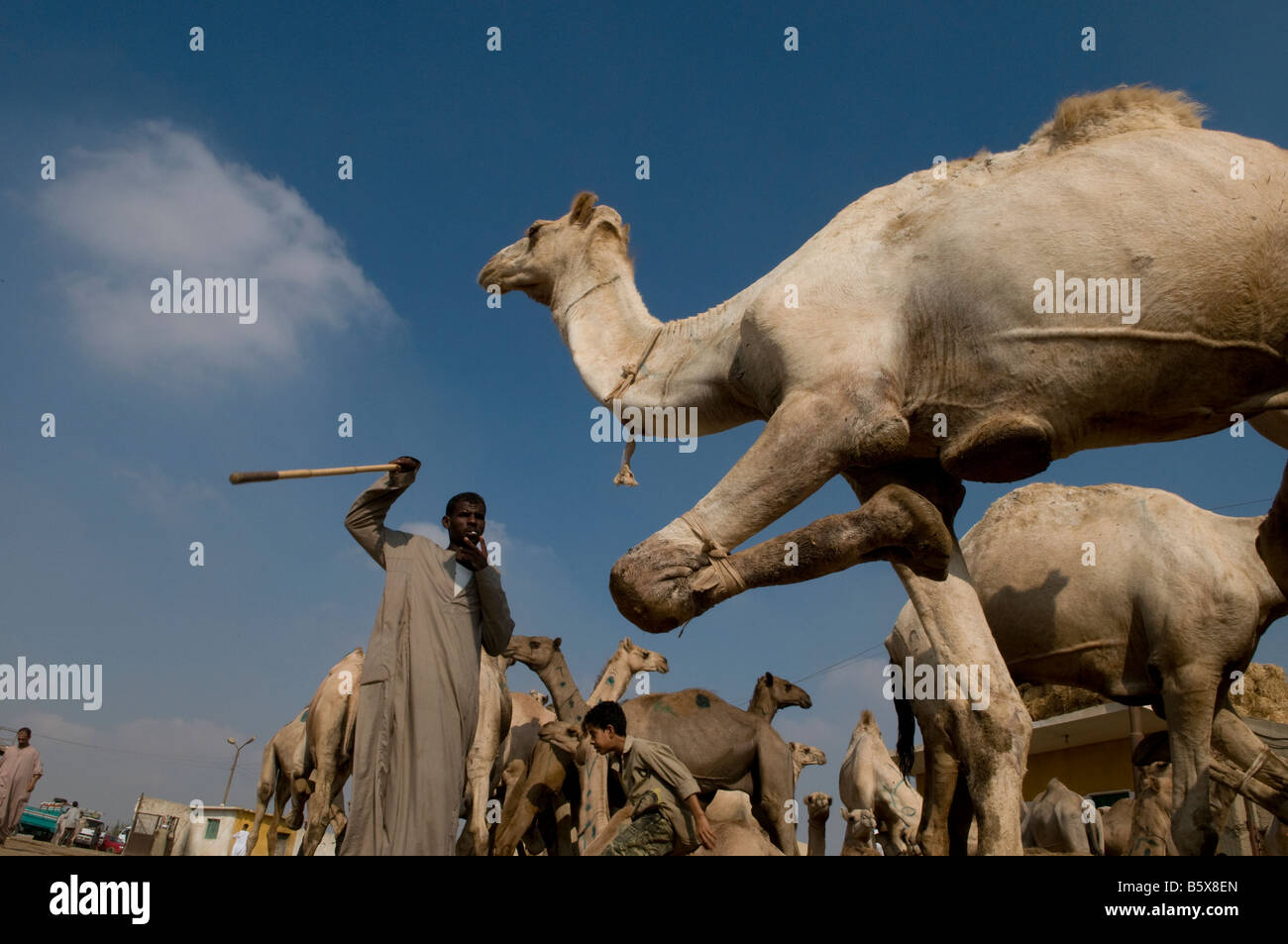 A camel trader leads his camel with front leg bound to hinder its movement at the Birqash Camel ...