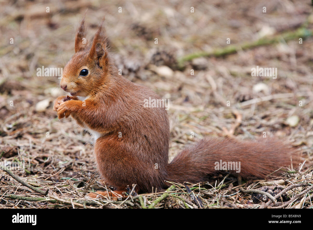 Tufty red squirrel ears hi-res stock photography and images - Alamy