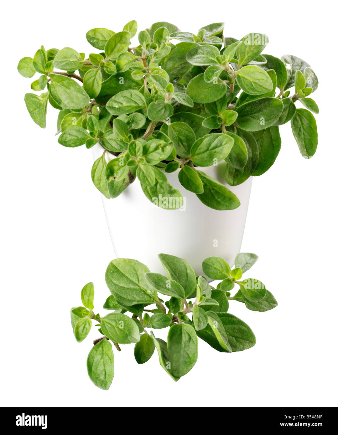 Mediterranean herbs and pot Cut Out Stock Images & Pictures - Alamy