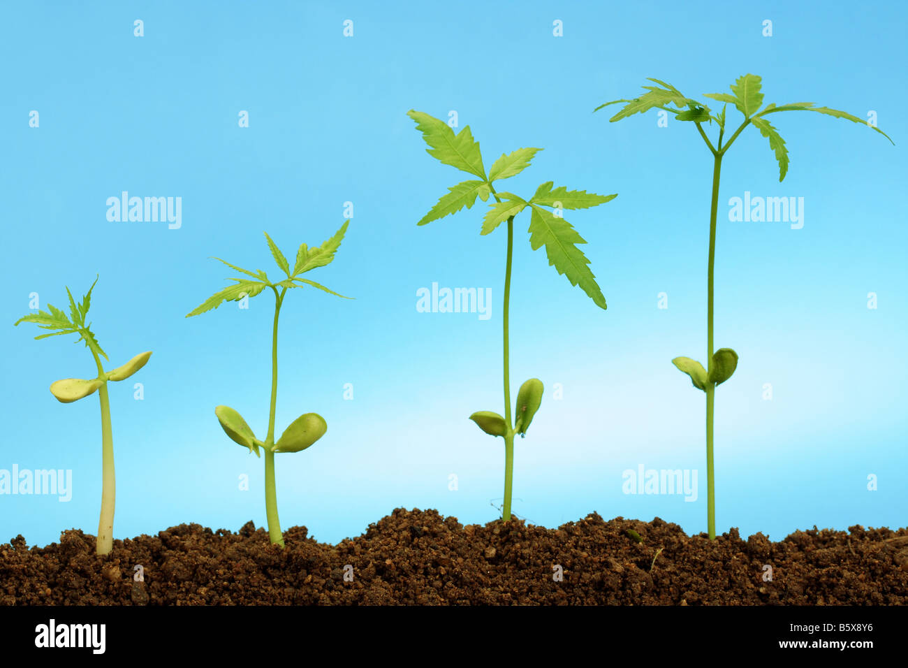 Seed growth stages hi-res stock photography and images - Alamy