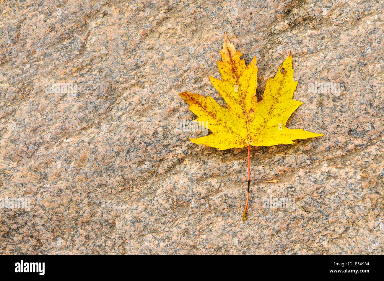 Fallen Maple leaf on solid rock Stock Photo - Alamy