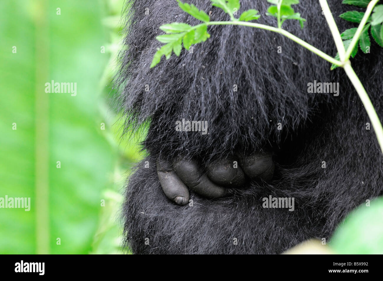 Gorilla hand hi-res stock photography and images - Alamy
