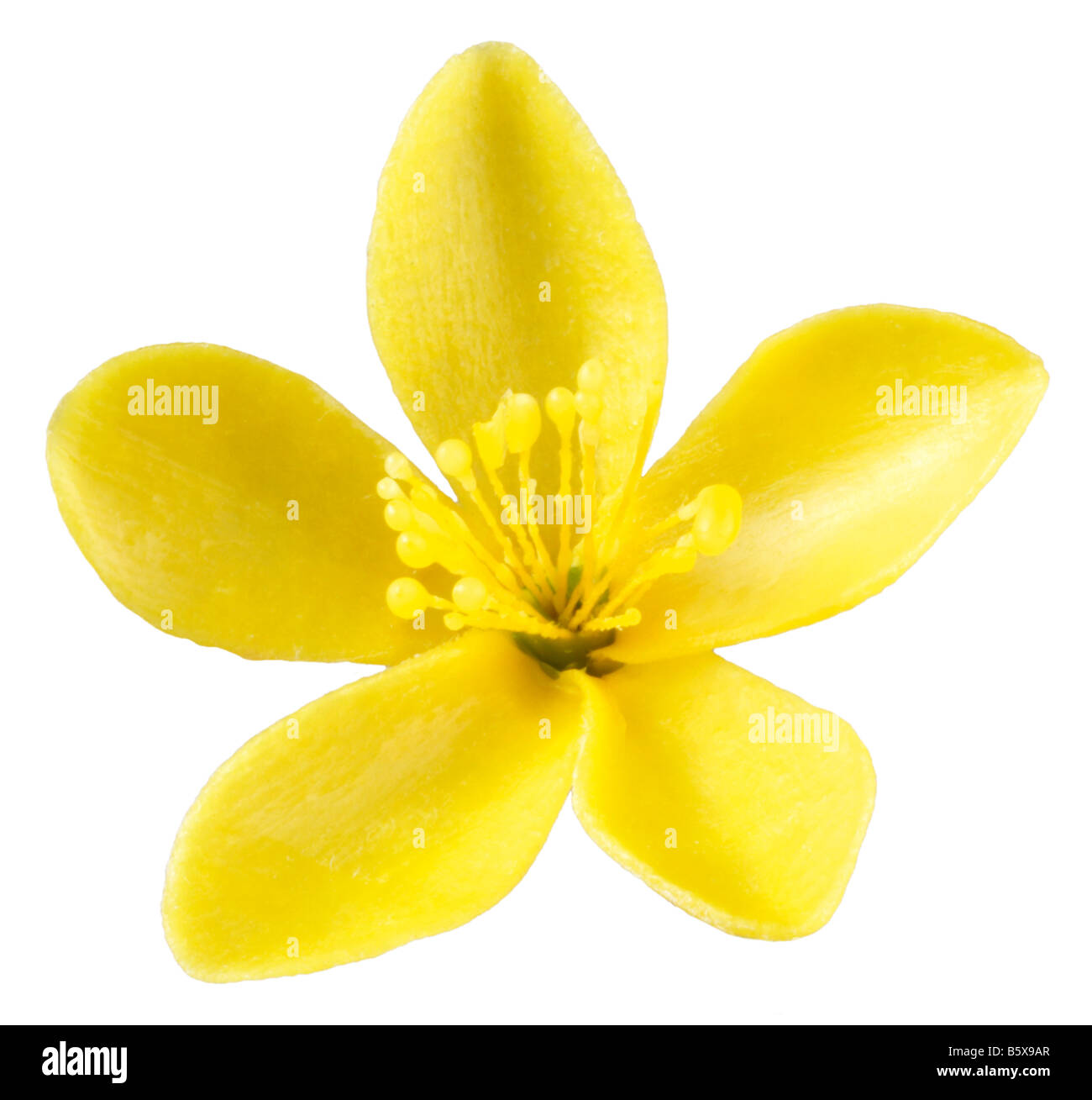 St johns wort flower hi-res stock photography and images - Alamy