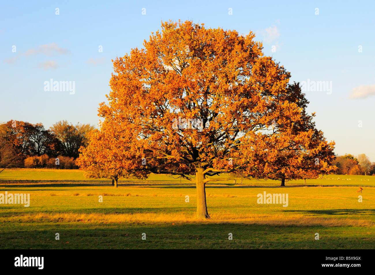 Autumn tree, Richmond Park Richmond Upon Thames Surrey UK Stock Photo ...