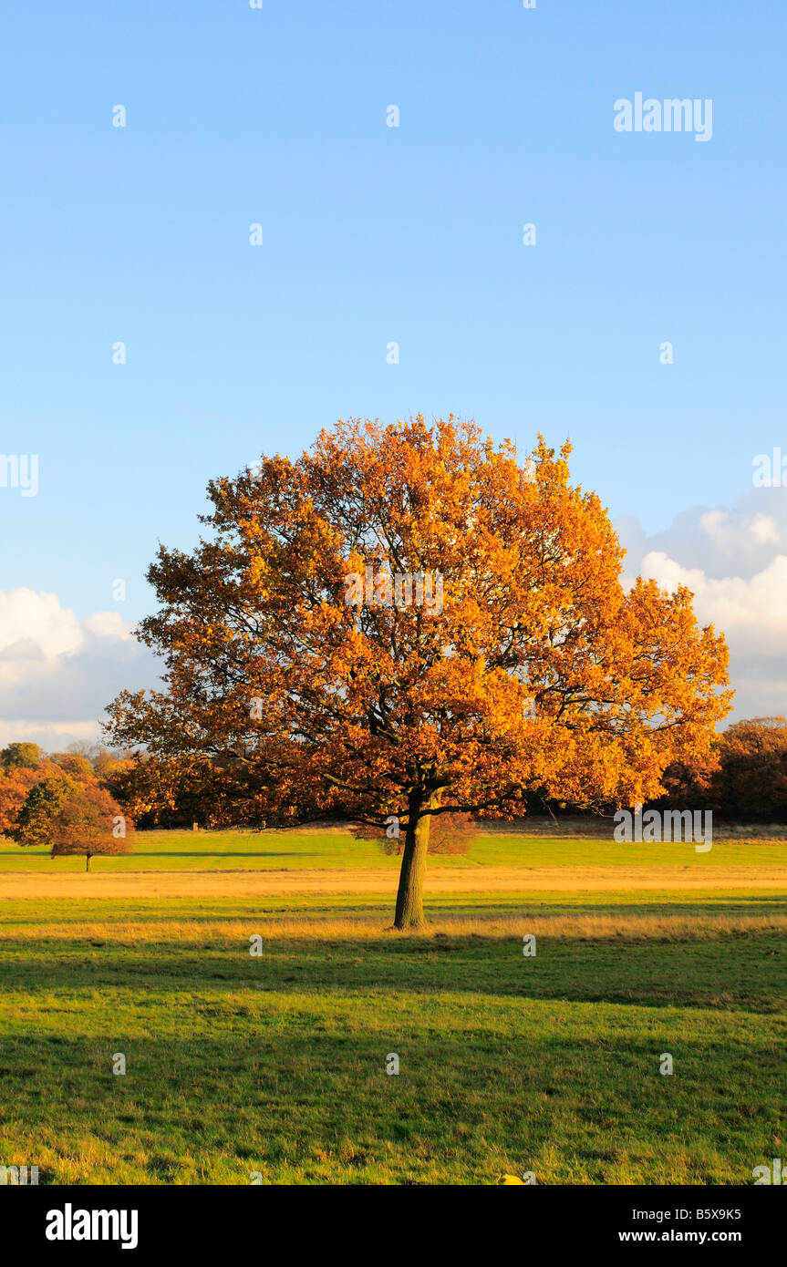 1 tree with vivid bright autumn colours hi-res stock photography and ...