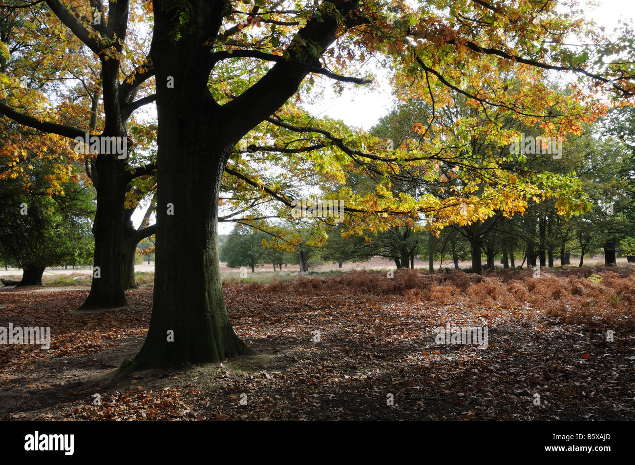 Trees in Richmond Park, London, UK Stock Photo - Alamy