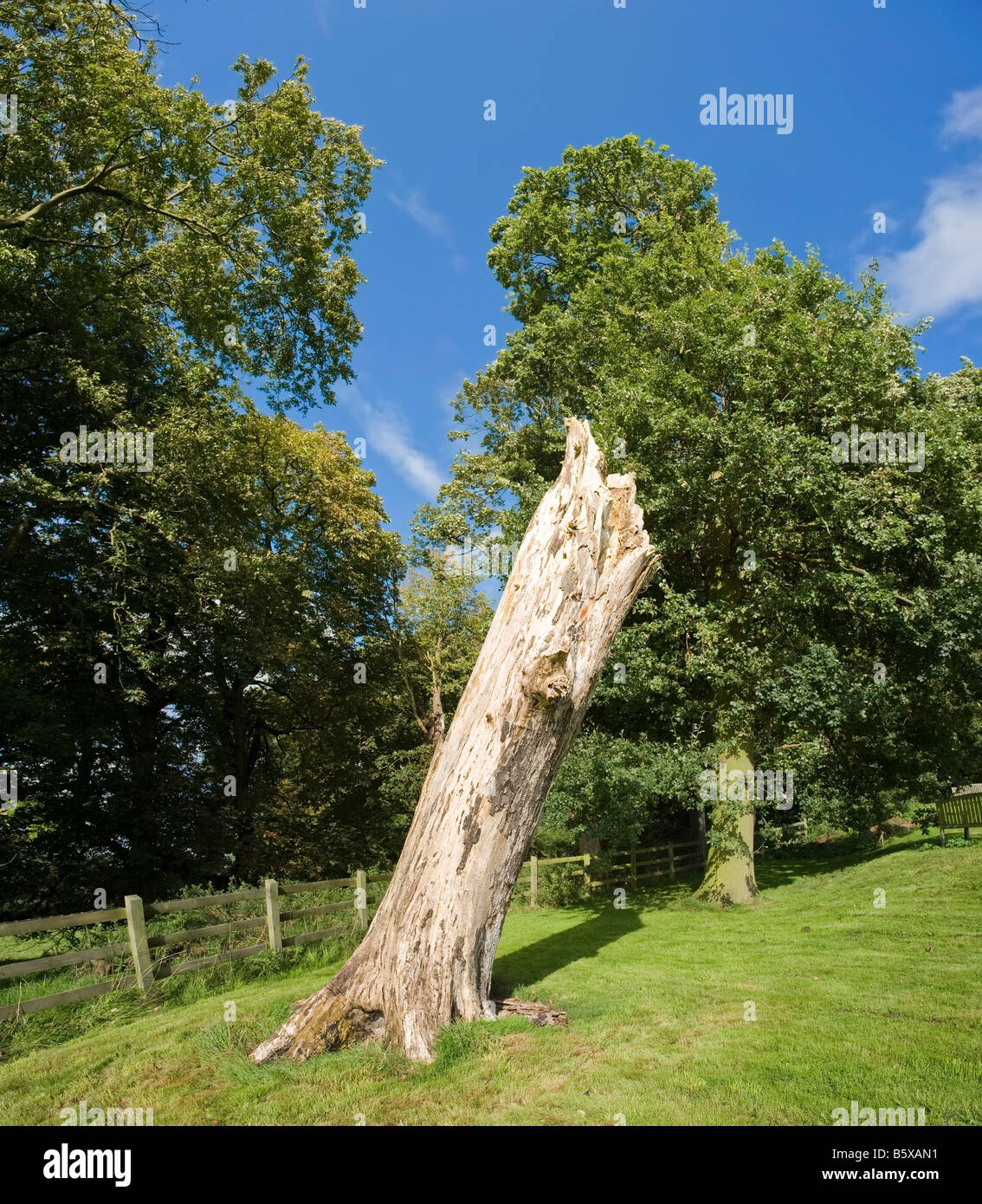 dead tree in garden Stock Photo - Alamy