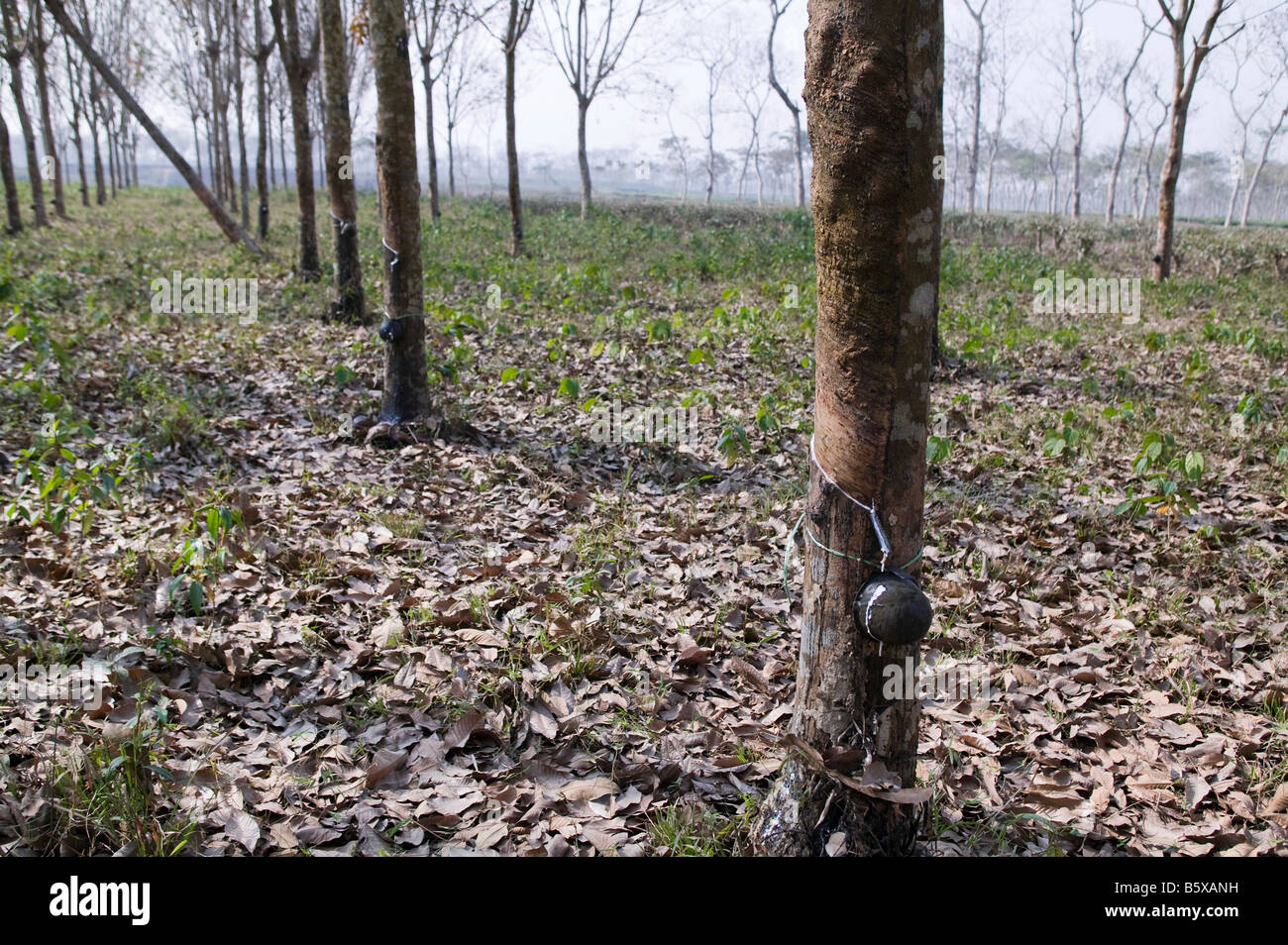 Bangladeshi field hi-res stock photography and images - Alamy