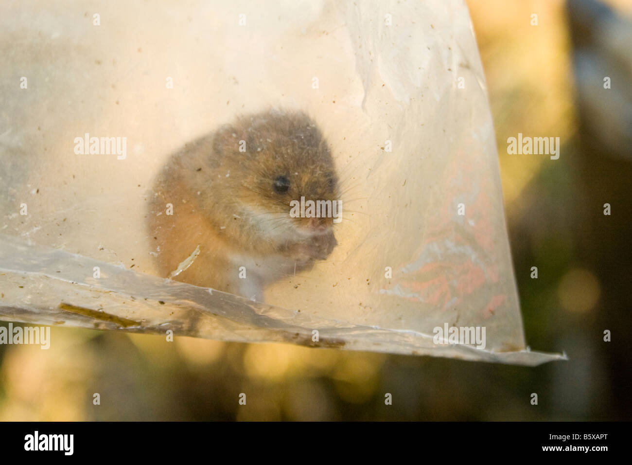 Mouse washing hi-res stock photography and images - Alamy