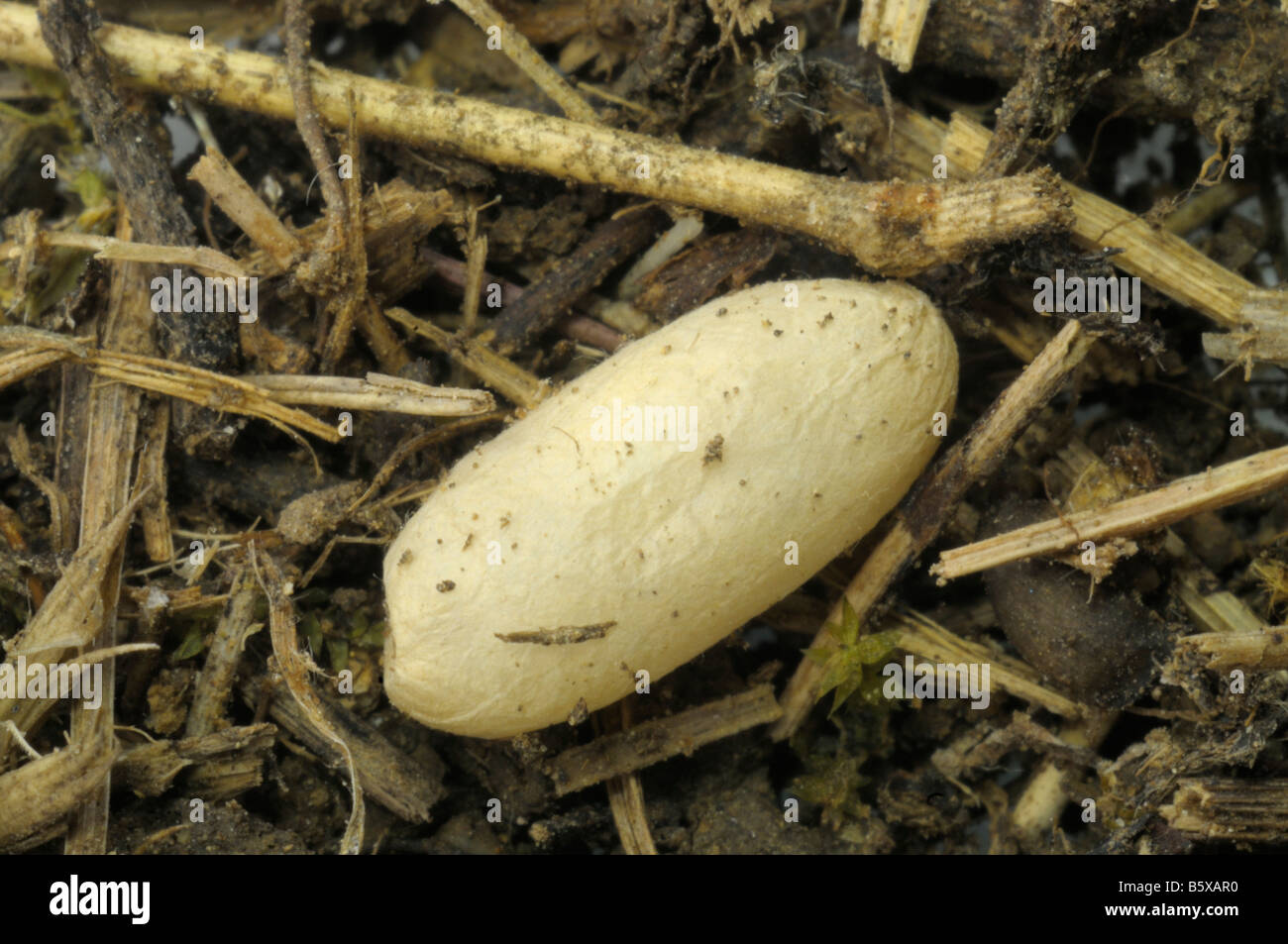 Arthropoda ant hi-res stock photography and images - Alamy