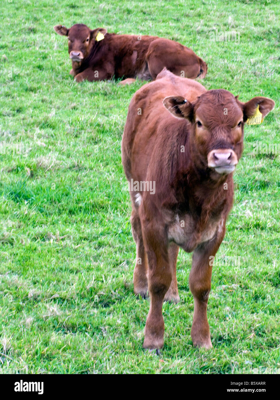 Brown calf hi-res stock photography and images - Alamy