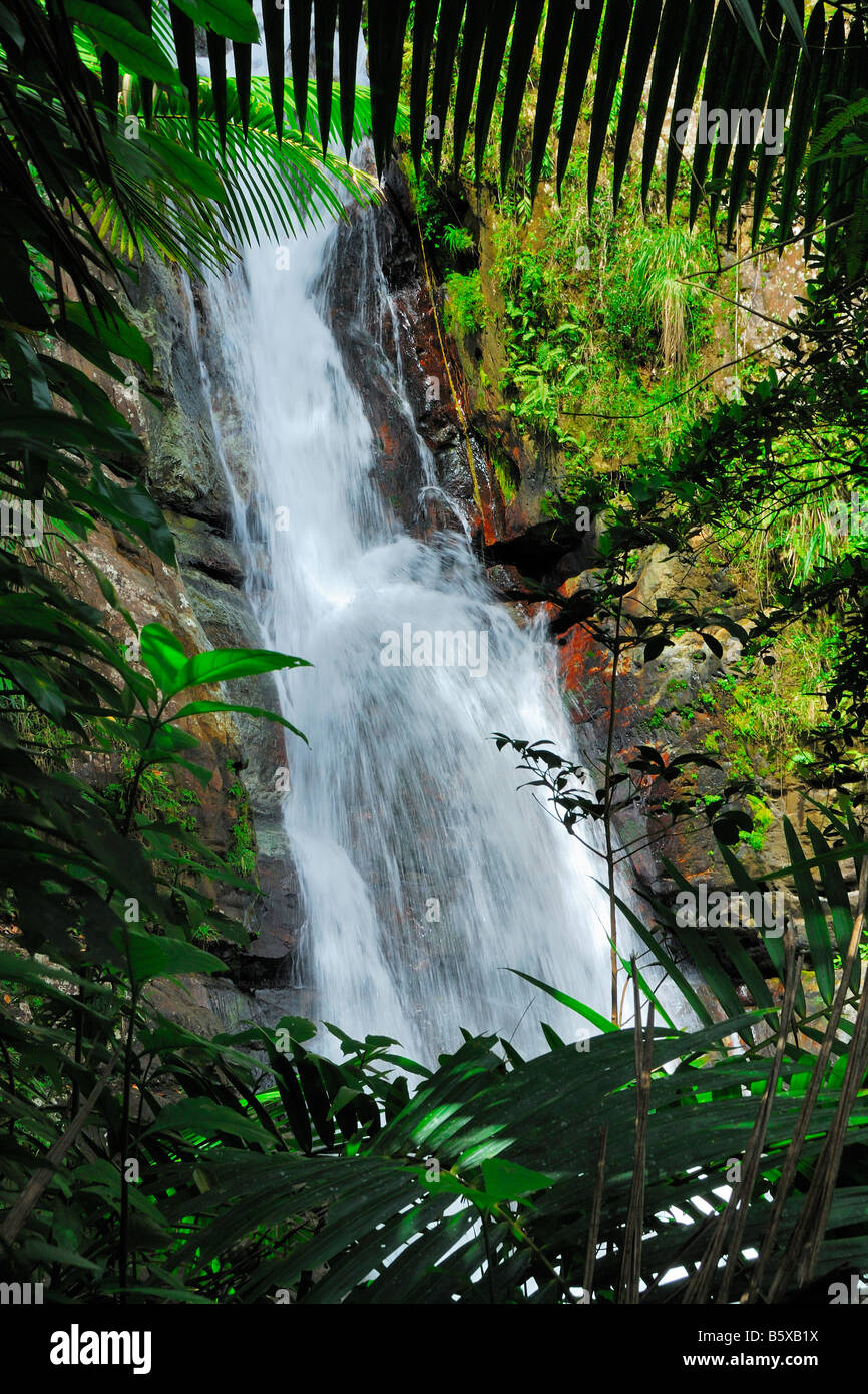 The Mina Falls in the El Yunque Caribbean National Forest near Palmer ...