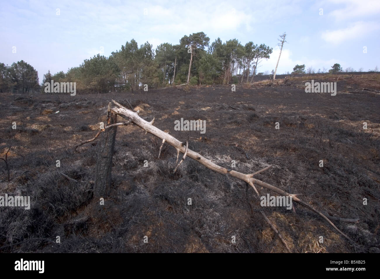 Heath fire canford hi-res stock photography and images - Alamy