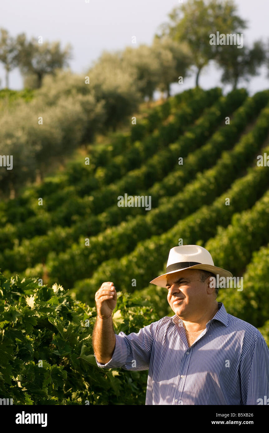Gianni Masciarelli vineyard Corropoli Abruzzo Italy Stock Photo - Alamy