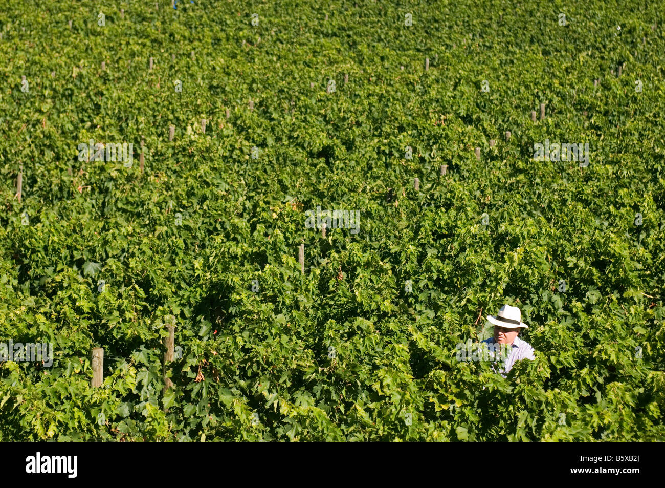 Gianni Masciarelli vineyard Corropoli Abruzzo Italy Stock Photo - Alamy